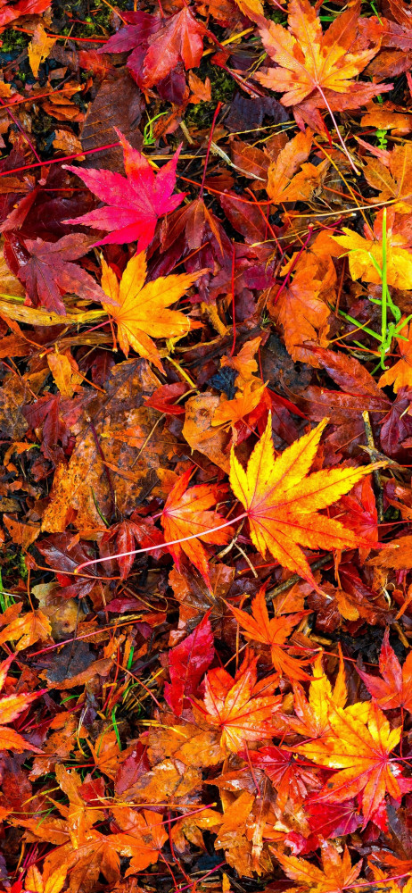 🔥 Free Download Iphone Wallpaper Many Red Maple Leaves Ground Autumn by ...