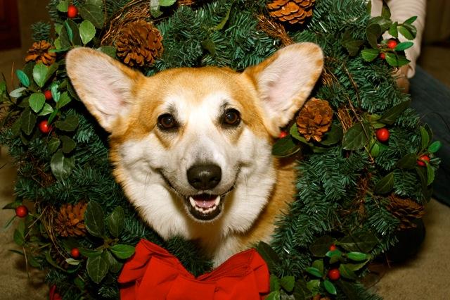 🔥 [50+] Christmas Corgi Wallpapers | WallpaperSafari