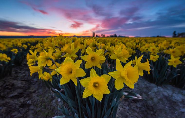 🔥 Free Download Wallpaper Flowers Sunrise Dawn Morning Daffodils Plantation by @carlc89 ...