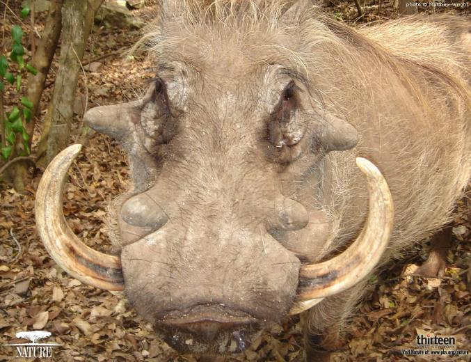 🔥 [90+] Ugly Desktop Wallpapers | WallpaperSafari