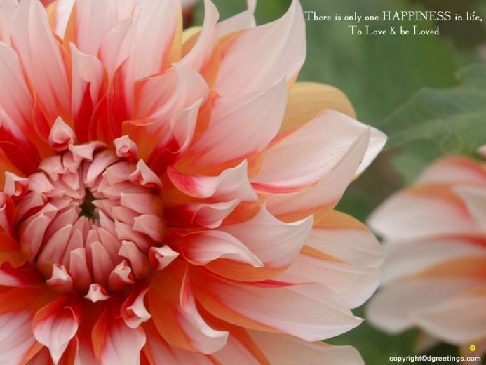 🔥 [50+] Dgreetings Wallpapers | WallpaperSafari