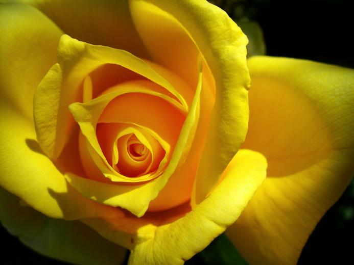 🔥 [50+] Screensavers and Wallpapers Yellow Roses | WallpaperSafari