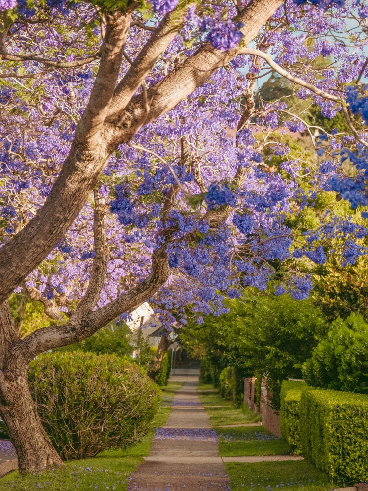 🔥 [80+] Purple Tree Wallpapers | WallpaperSafari