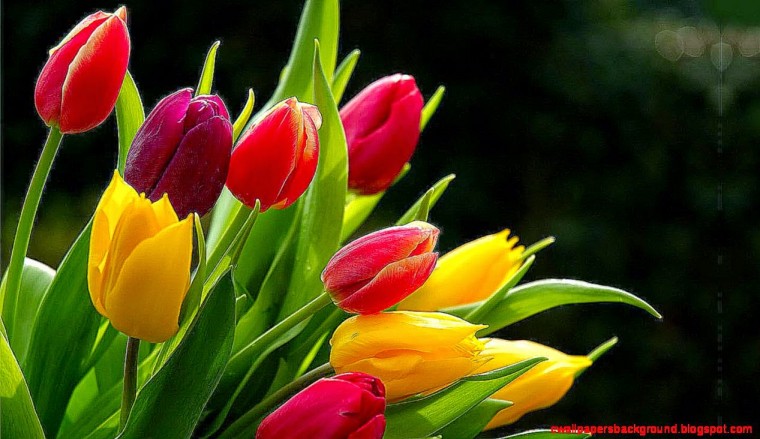 🔥 [80+] Your Beautiful Wallpapers | WallpaperSafari