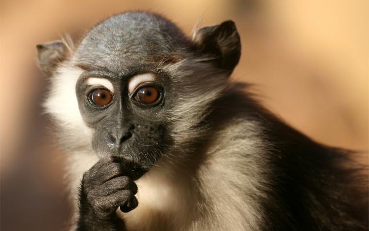 🔥 [50+] Free Monkey Wallpapers for Desktop | WallpaperSafari