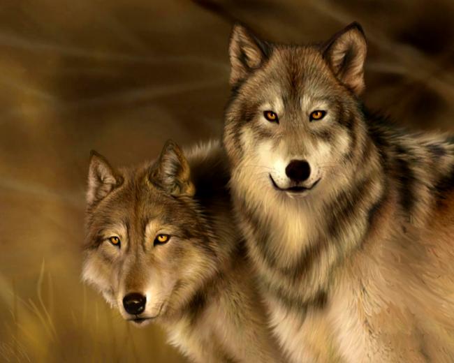 Free download Poze cu lupi imagini lupi hd Wallpapereorg [1280x1024 ...