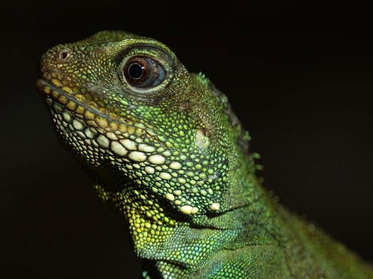 🔥 [100+] Lizards Wallpapers | WallpaperSafari