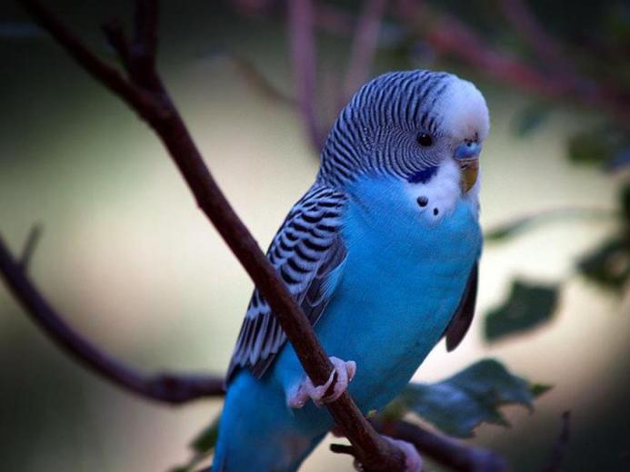 🔥 Free Download Small Blue Parrot Little Parakeet Budgies by @glee90 ...