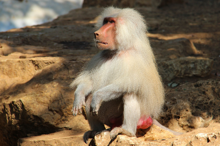 🔥 [40+] Baboon Wallpapers | WallpaperSafari