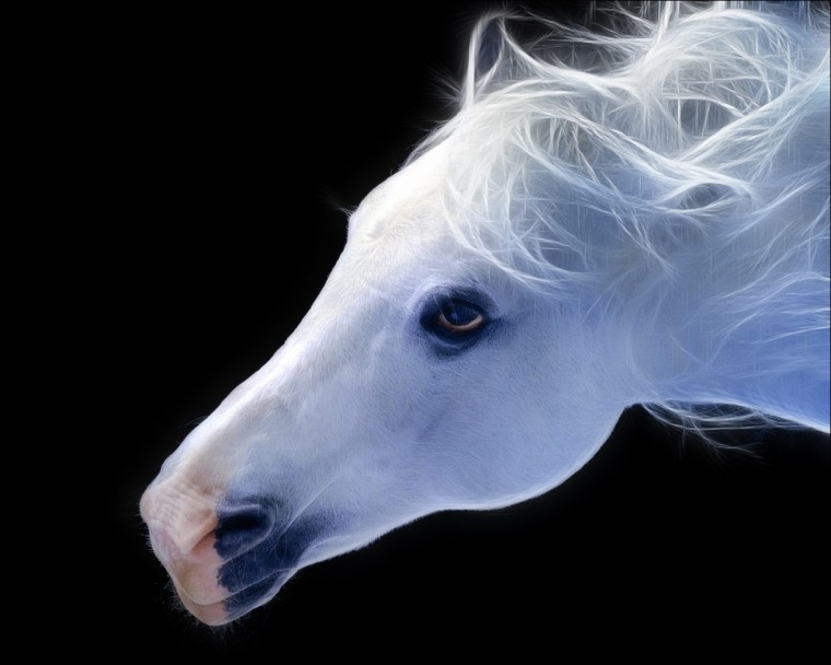 🔥 [150+] Free Horse Screensavers And Wallpapers | WallpaperSafari