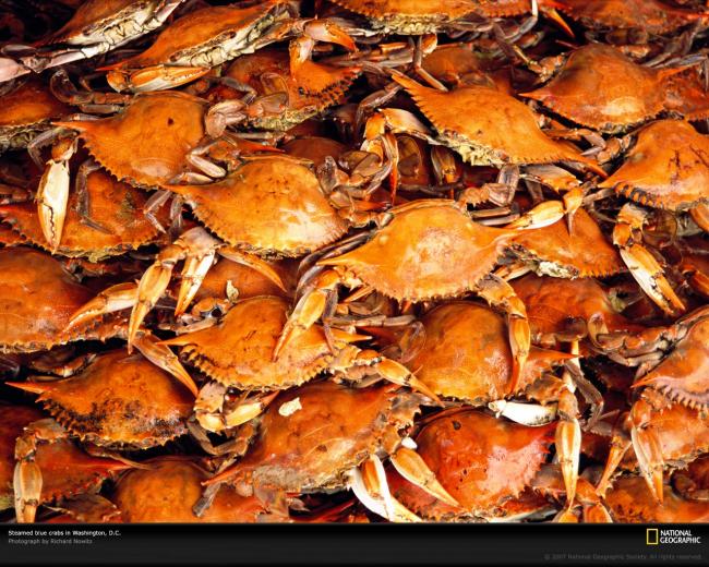 🔥 Free Download Blue Crab Desktop Wallpaper by @krivera | WallpaperSafari