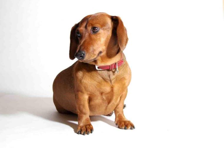 🔥 [80+] Weiner Dog Wallpapers | WallpaperSafari