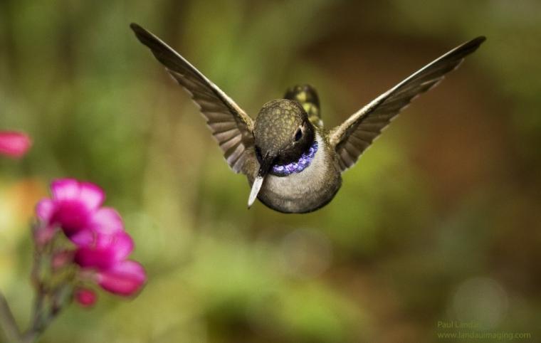 🔥 Free Download Hummingbirds Pictures Hummingbird Photos Hd Wallpaper ...