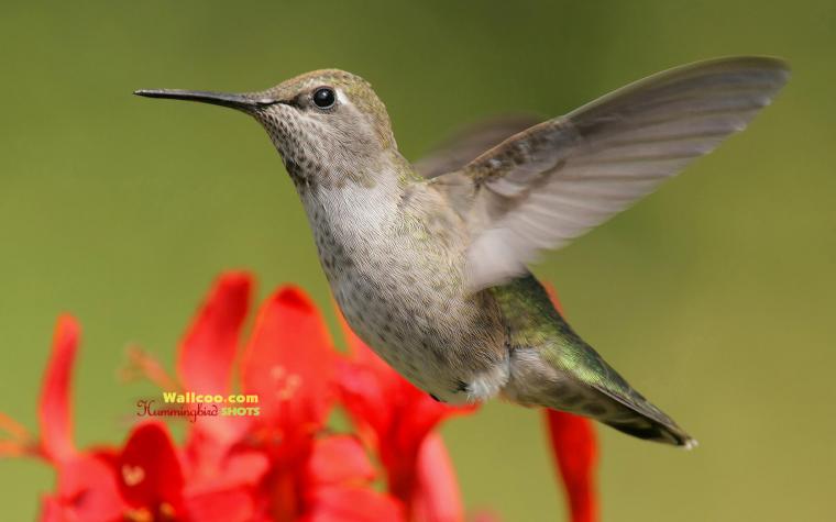 🔥 [140+] Free Hummingbird Desktop Wallpapers | WallpaperSafari