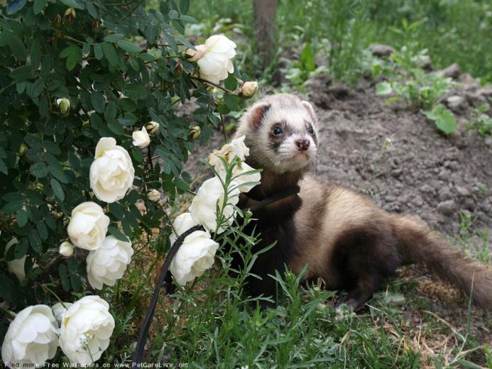 🔥 [50+] Ferret Wallpapers for Desktops | WallpaperSafari