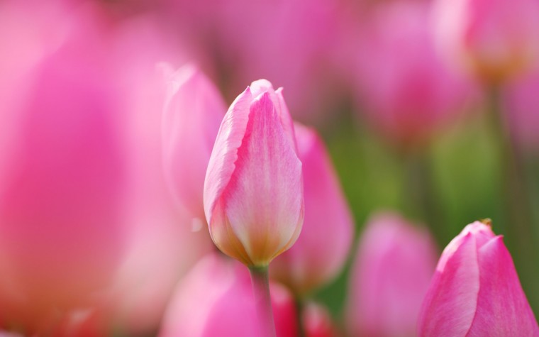 🔥 [60+] Pink Tulips Wallpapers | WallpaperSafari