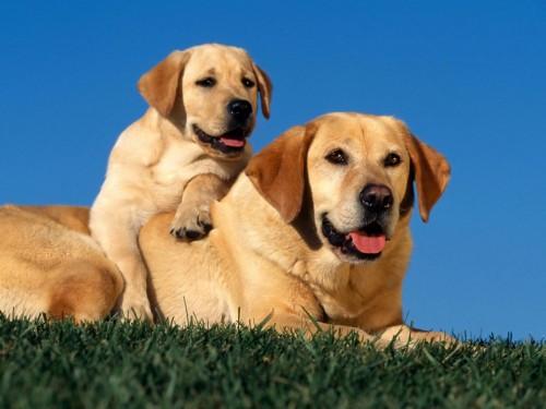 🔥 [50+] Free Wallpapers and Screensavers Dogs | WallpaperSafari