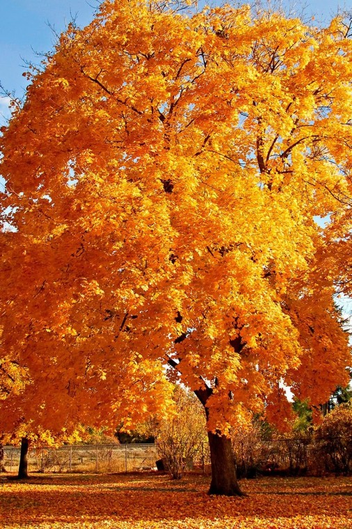 Free download Beautiful Autumn Trees Wallpapers 2560x1600 2452523 ...