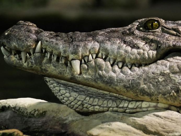 🔥 [140+] Alligator Wallpapers | WallpaperSafari