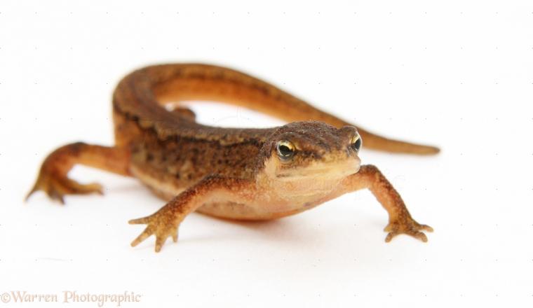 🔥 [10+] Newt Backgrounds | WallpaperSafari