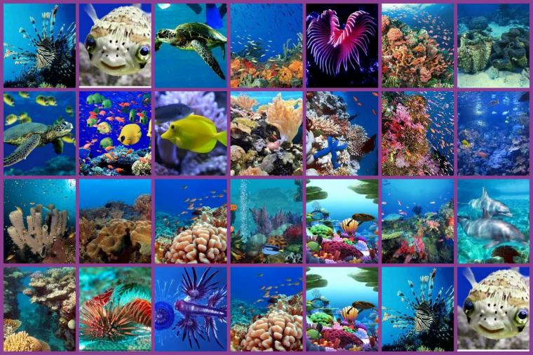 Free download Marine Biology Pictures Marine Biology 2 Painting ...