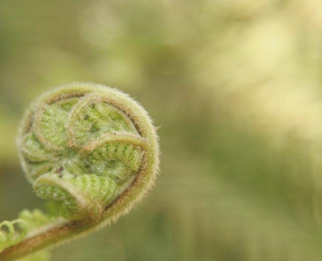 [47+] Rebirth Background on WallpaperSafari