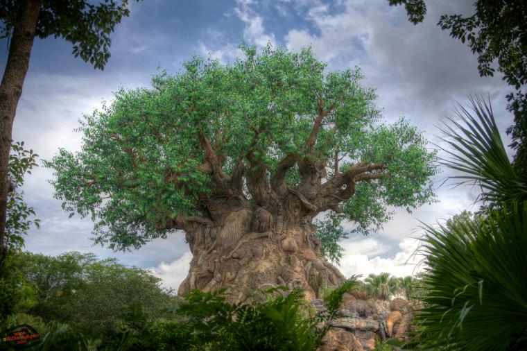 🔥 [50+] Tree of Life Desktop Wallpapers | WallpaperSafari
