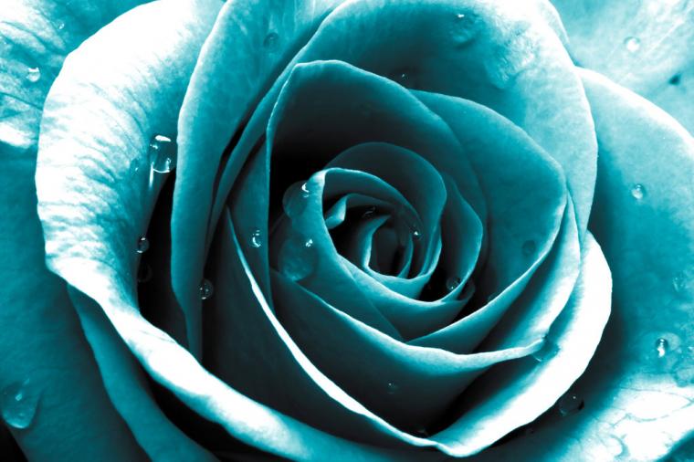🔥 Free Download Lovely Turquoise Rose Wallpaper by @sheilamckenzie ...