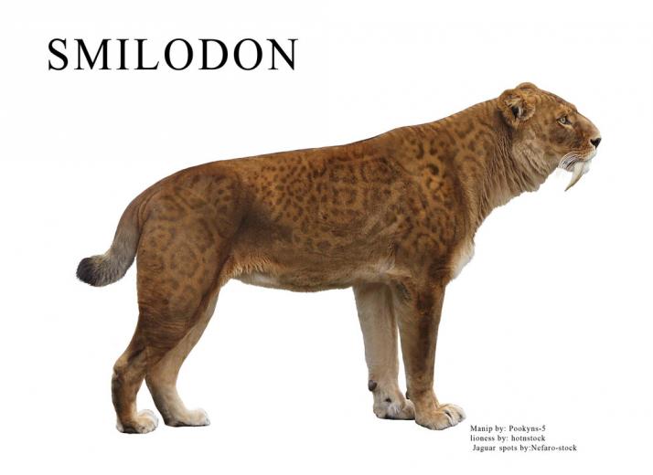 🔥 [10+] Smilodon Backgrounds | WallpaperSafari