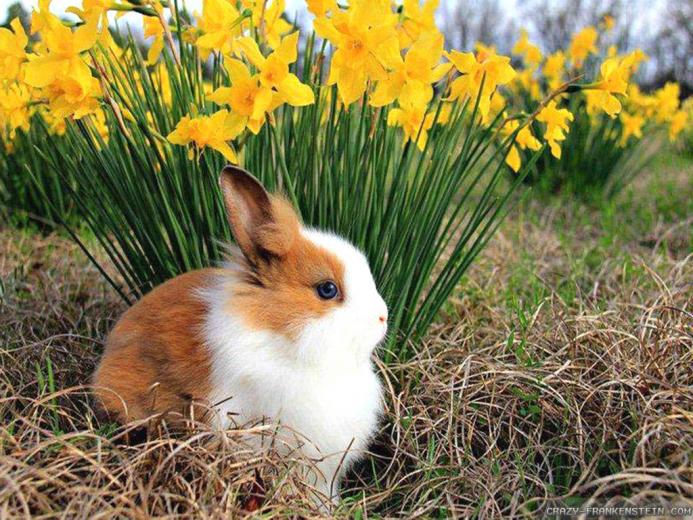 🔥 [40+] Springtime Animals and Flowers Wallpapers | WallpaperSafari