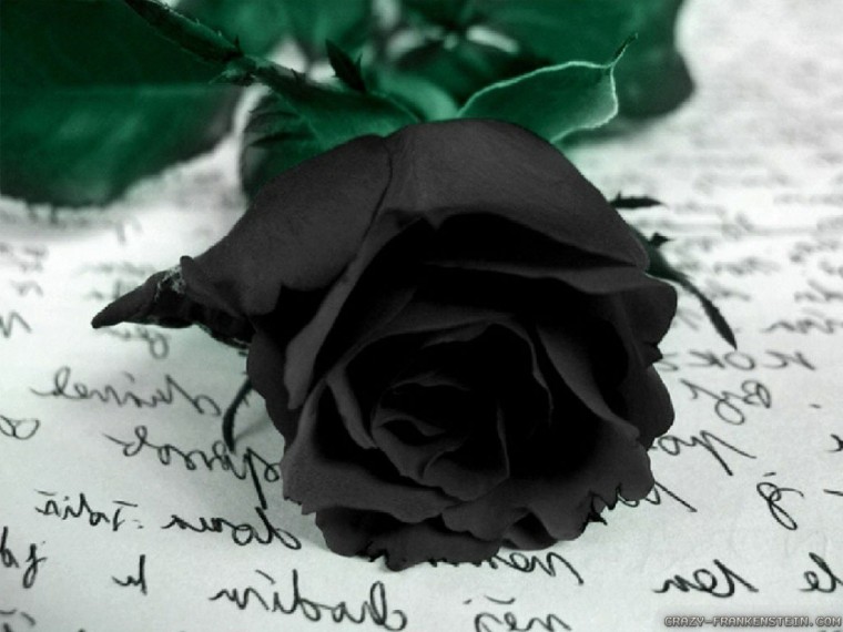 Free download Real Black Rose Wallpaper [1024x768] for your Desktop ...
