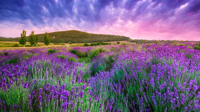 🔥 [40+] Lavender Fields Wallpapers | WallpaperSafari