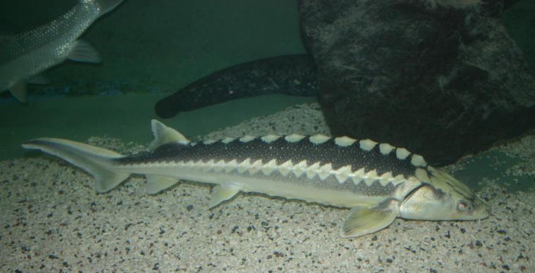 [33+] Sturgeon Wallpaper on WallpaperSafari