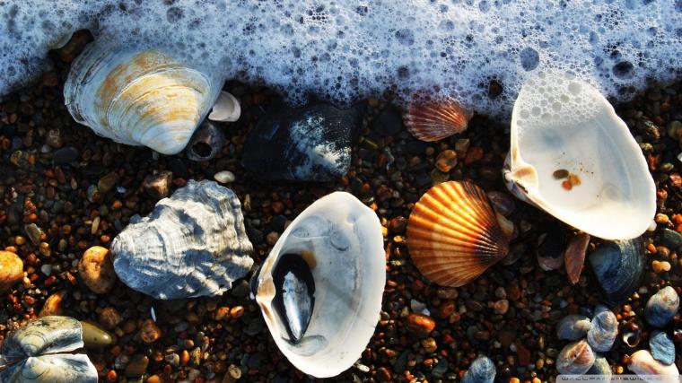 🔥 [40+] Beach Seashell Wallpapers | WallpaperSafari