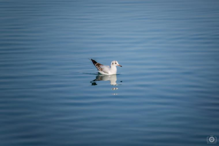 Free download Swimming Seagull Background High quality Backgrounds ...