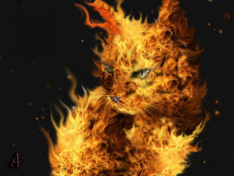🔥 [30+] Firecat Wallpapers | WallpaperSafari