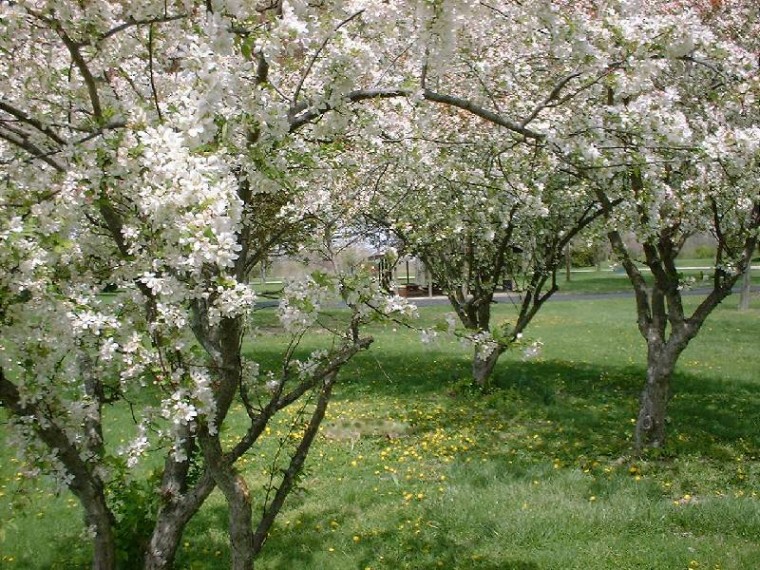 🔥 [70+] Spring Scene Wallpapers | WallpaperSafari