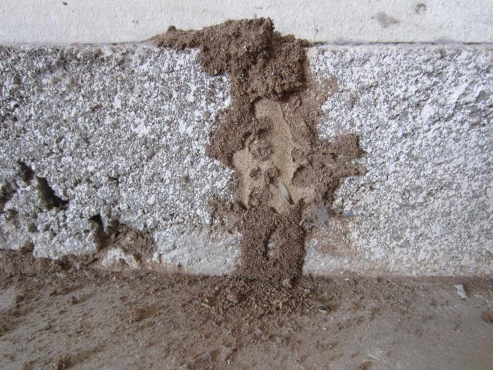 🔥 Free Download Best Termite Wallpaper by @teresaj97 | WallpaperSafari