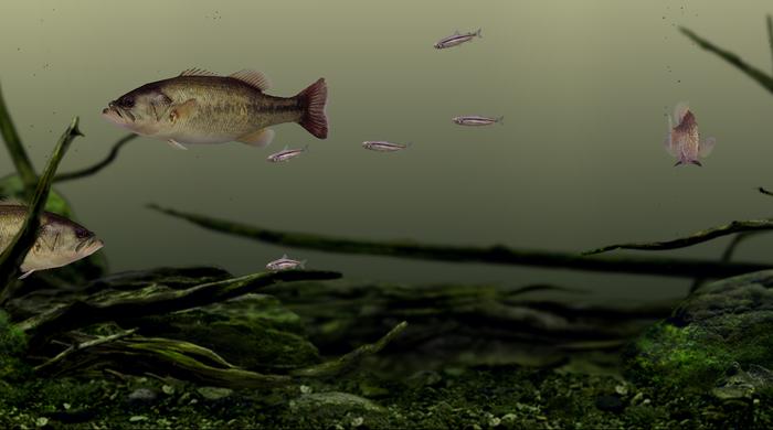 🔥 [100+] Free Fishing Screensavers and Wallpapers | WallpaperSafari