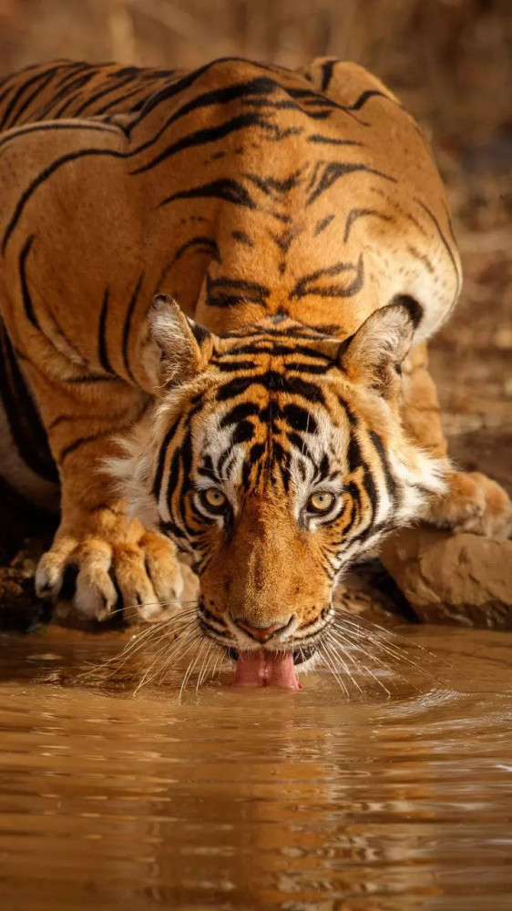 🔥 [30+] Funny Tiger Wallpapers | WallpaperSafari