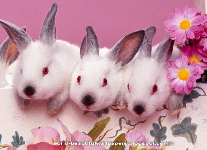 🔥 [50+] Beautiful Rabbits Wallpapers | WallpaperSafari