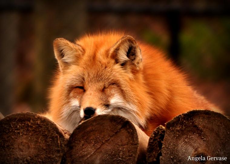 🔥 [40+] Juniper Fox Wallpapers | WallpaperSafari