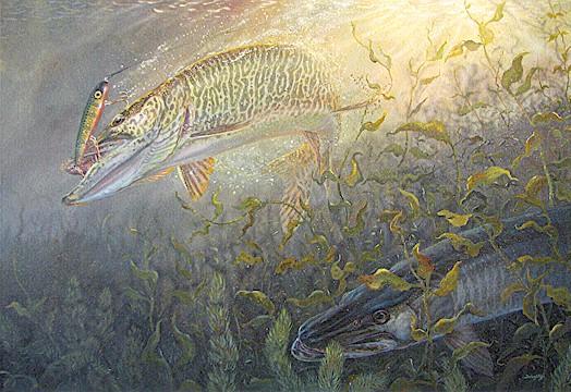 🔥 [50+] Musky Desktop Wallpapers | WallpaperSafari