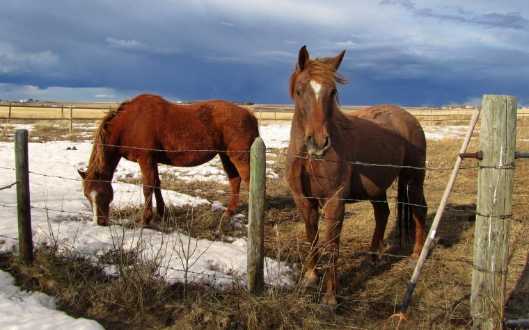 🔥 Free Download Spring Baby Horses by @brianawhite | WallpaperSafari