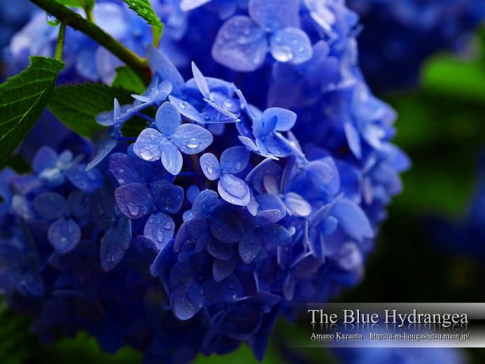 🔥 [40+] Blue Hydrangea Wallpapers | WallpaperSafari