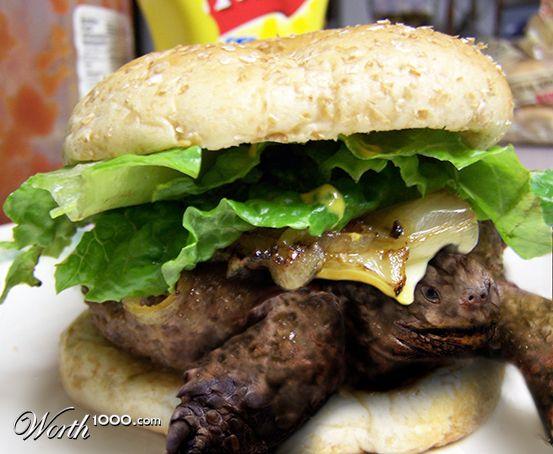 🔥 [20+] Turtle Burger Wallpapers | WallpaperSafari