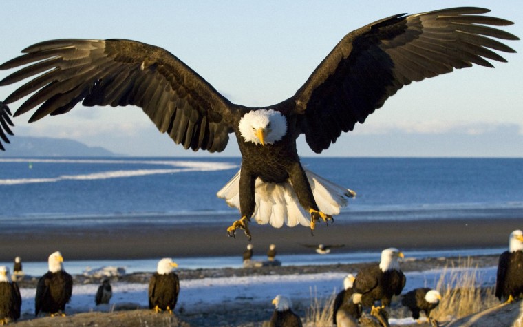 🔥 [70+] Flying Eagle Wallpapers | WallpaperSafari