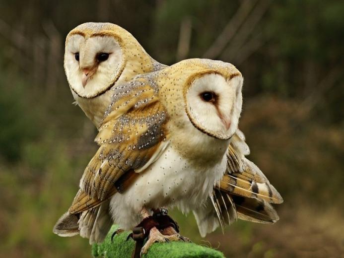 🔥 [50+] Barn Owl Wallpapers | WallpaperSafari