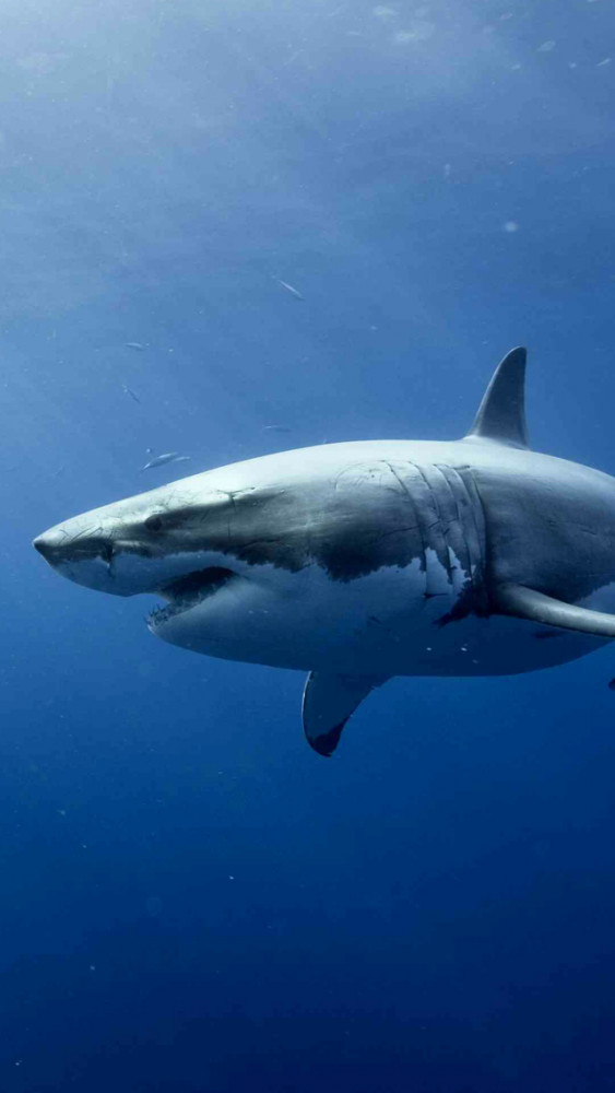 🔥 [80+] Shark Iphone Wallpapers | WallpaperSafari