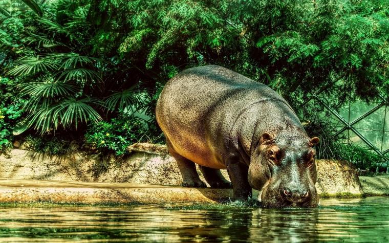 🔥 [40+] Cute Hippo Wallpapers | WallpaperSafari